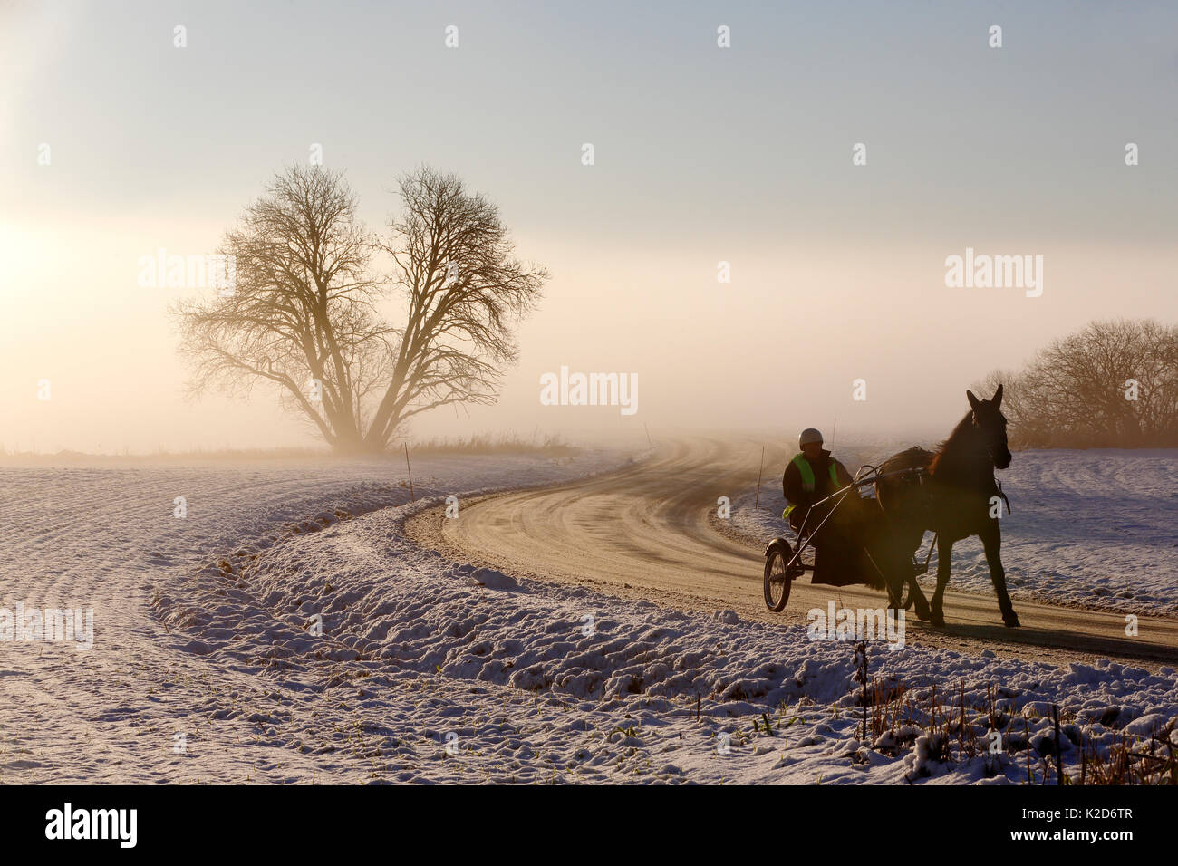 Man in horse drawn racing cart on road in winter hi-res stock ...