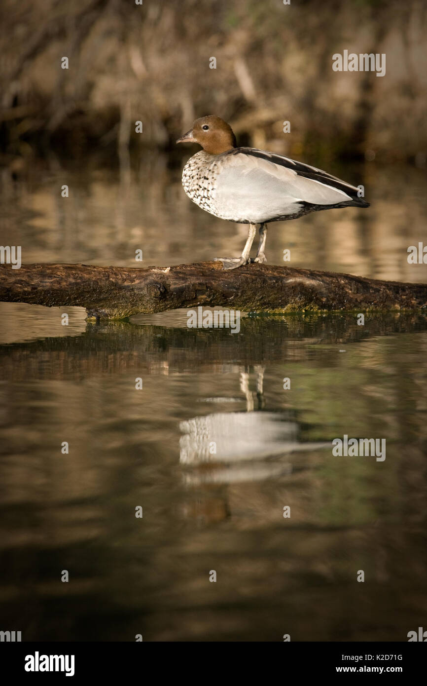 Australian native bush tucker hi-res stock photography and images - Alamy