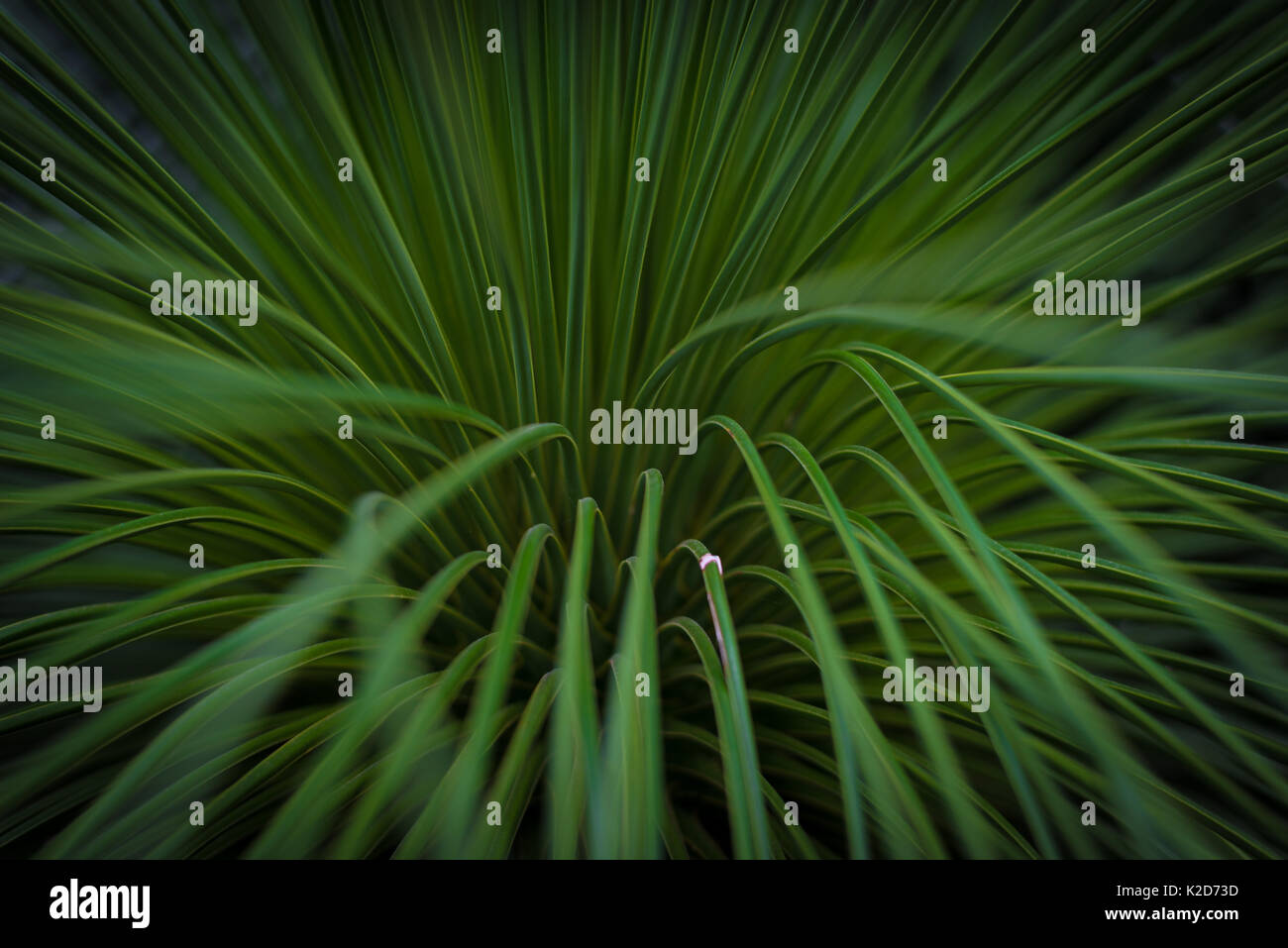 Green needle shaped leaves hi-res stock photography and images - Alamy