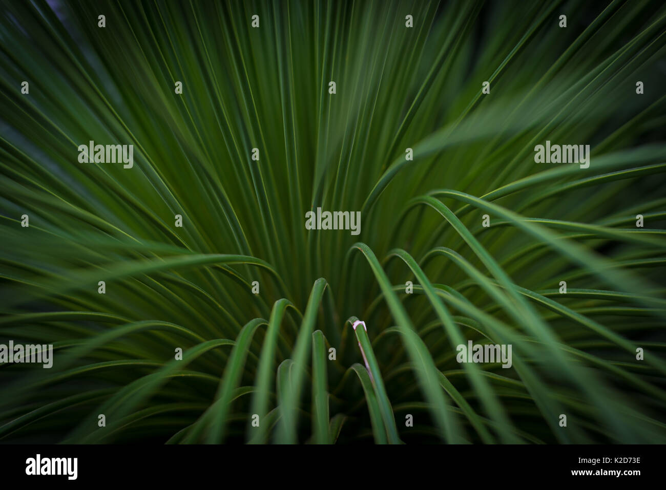 Green needle shaped leaves hi-res stock photography and images - Alamy