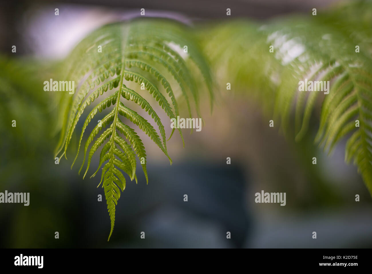 Ferns in Kew Royal Botanic Gardens, London, United Kingdom Stock Photo ...