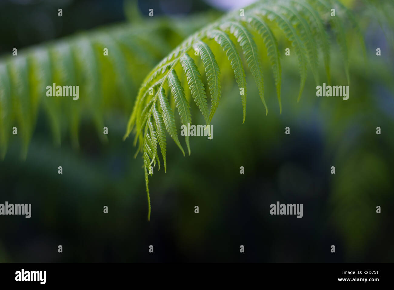 Ferns in Kew Royal Botanic Gardens, London, United Kingdom Stock Photo ...