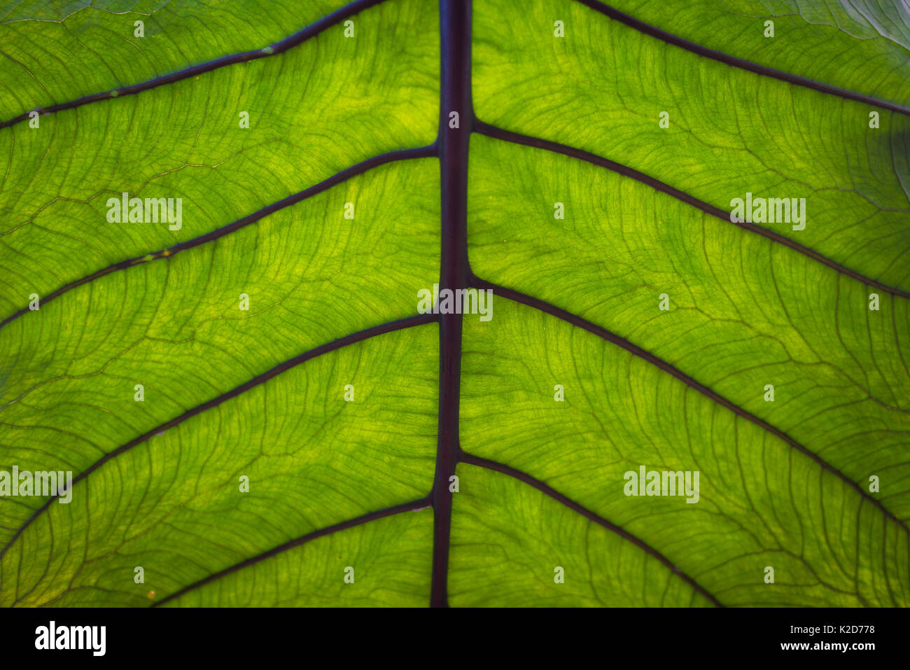 Leaf detail photographed in Kew Royal Botanic Gardens, London, United ...
