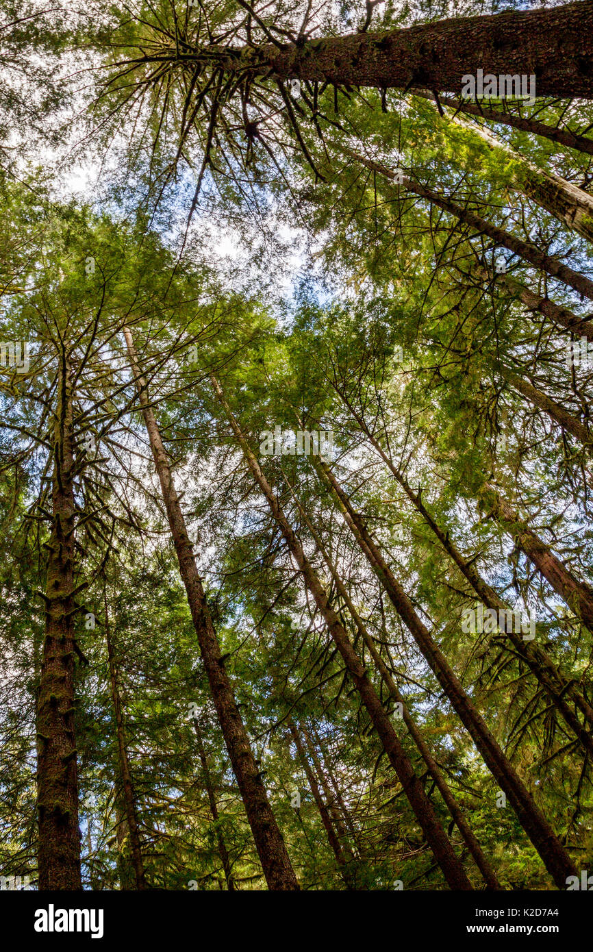 Old trees in the Avatar Grove forest near Port Renfrew on Vancouver ...