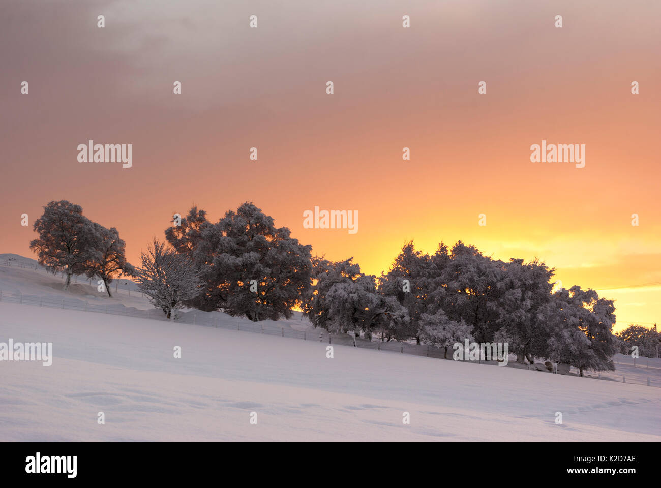 Winter sunset in a snowy rural countryside landscape, Rogart ...