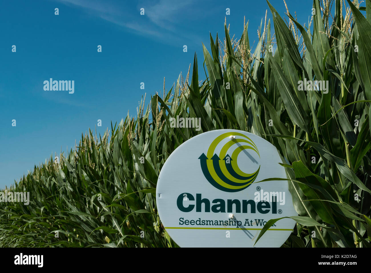 Field corn crop with seed company sign Stock Photo - Alamy