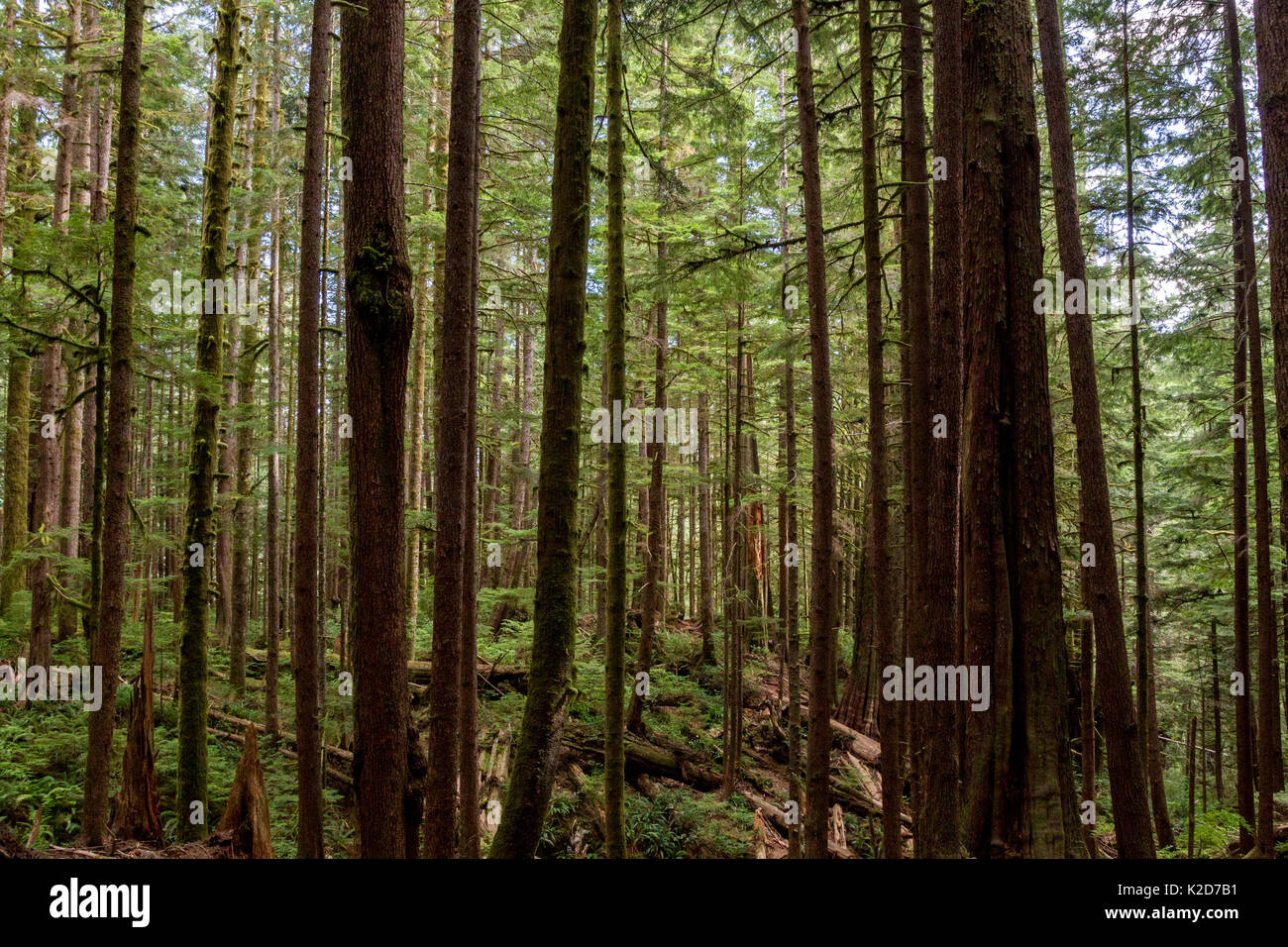 Avatar forest hi-res stock photography and images - Alamy