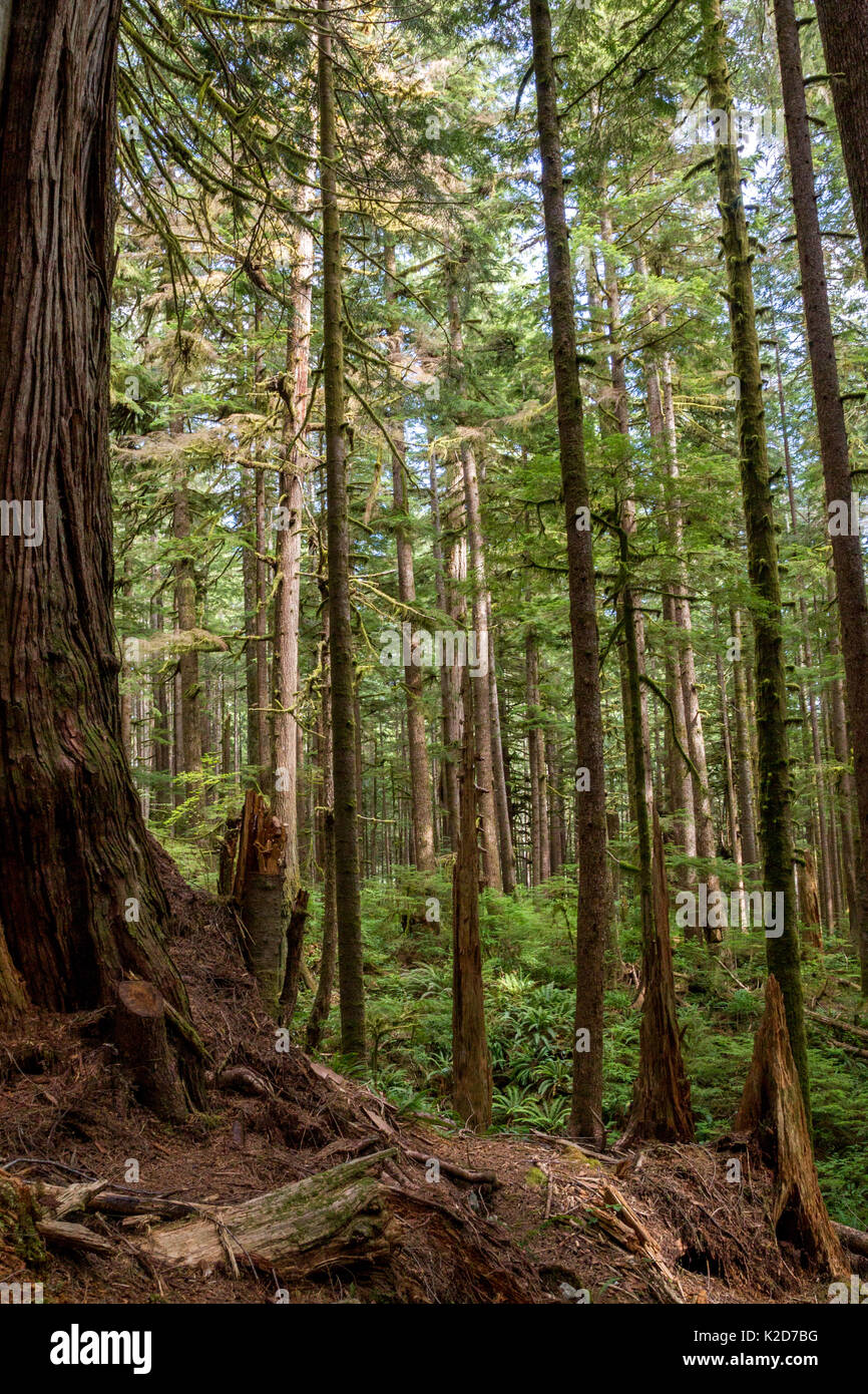 Avatar forest hi-res stock photography and images - Alamy