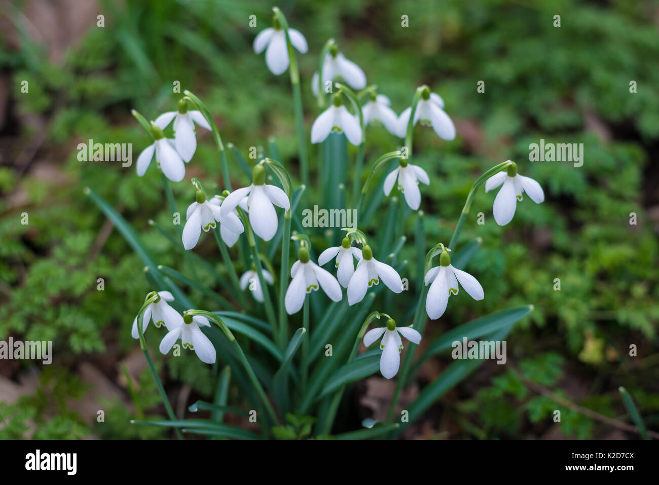 Snowdrop (Galanthus) photographed in Kew Royal Botanic Gardens in ...
