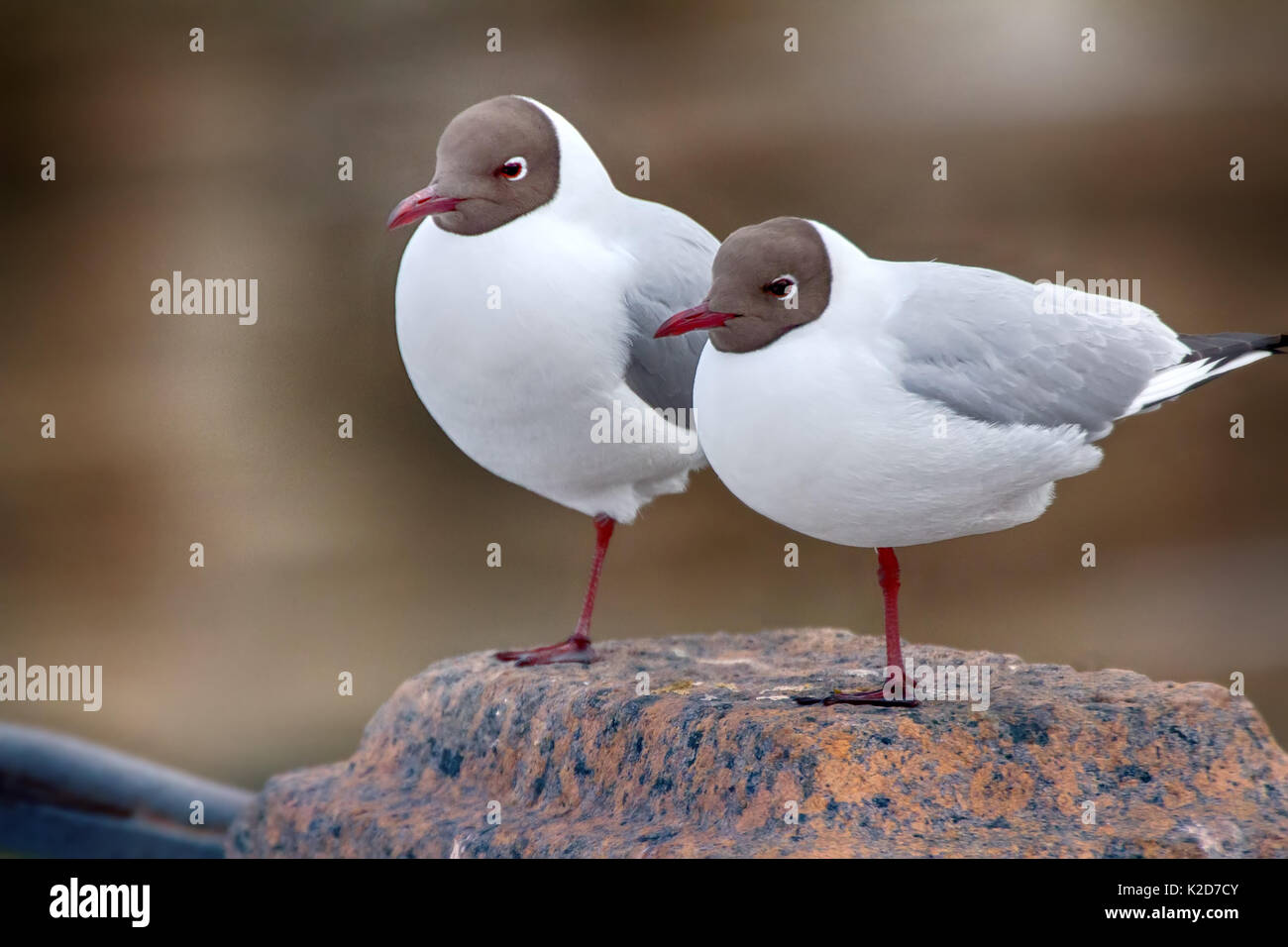 Two legs for two. Two black-headed gulls are almost indistinguishable ...