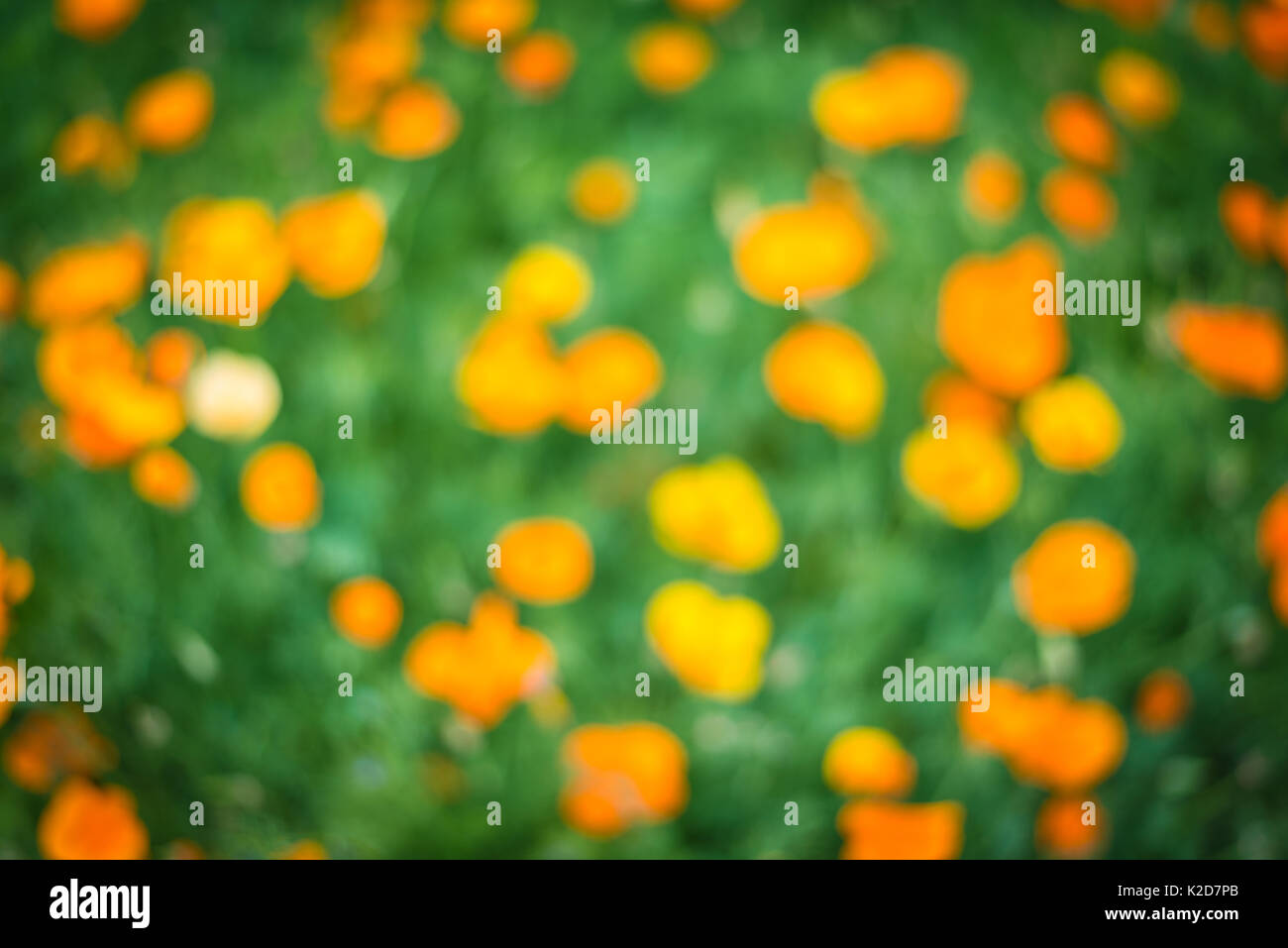 California poppy (golden poppy) in Kew Royal Botanic Gardens, London ...