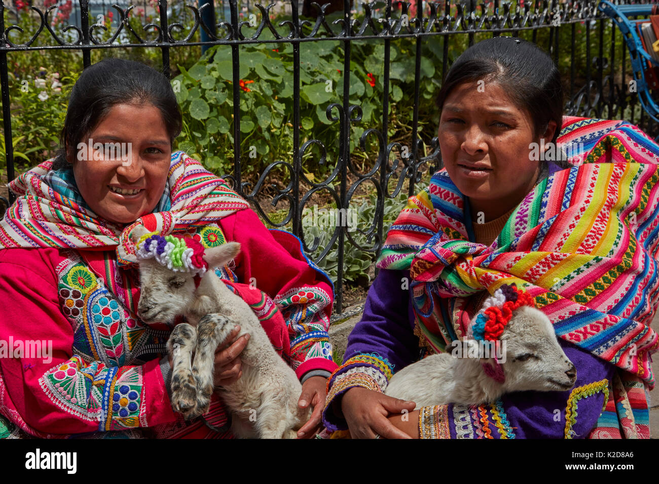 Indigenous Peruvian women in traditional costume and baby alpacas ...