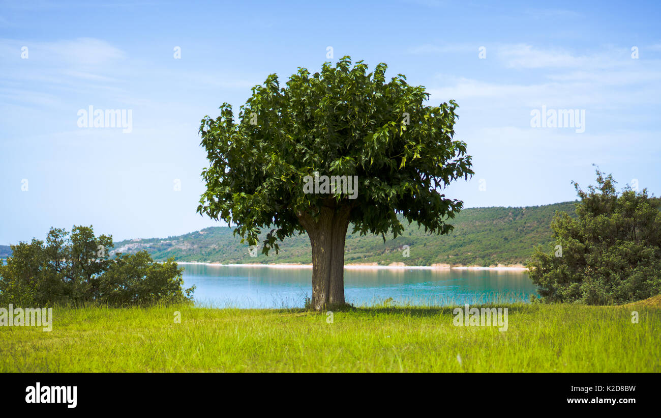 Green leaved Tree in the middle of Summer overlooking Lake Saint Croix ...