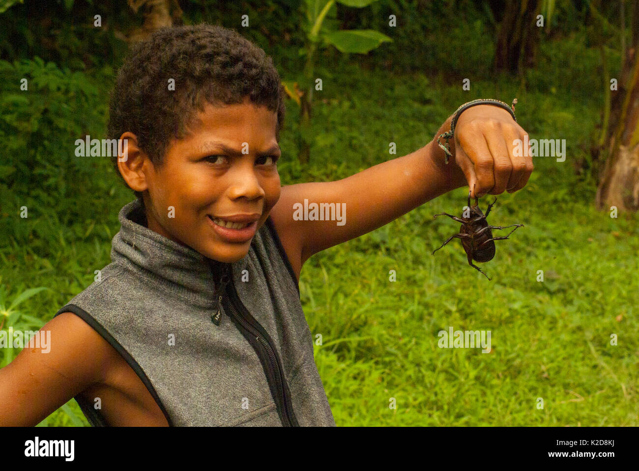 Central beetles hi-res stock photography and images - Alamy