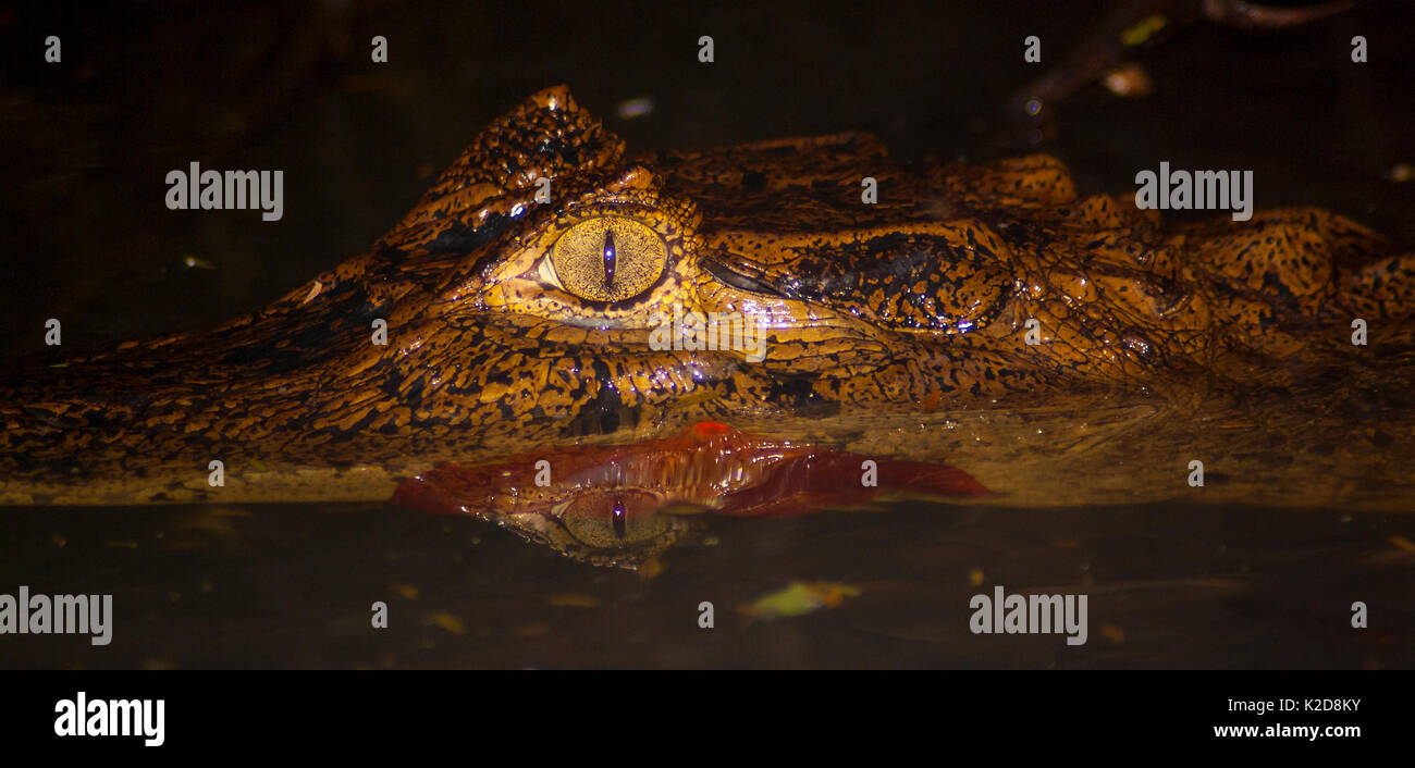 Spectacled caimans hi-res stock photography and images - Alamy