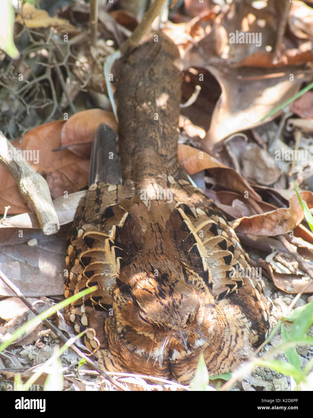 Camouflaged pauraque hi-res stock photography and images - Alamy