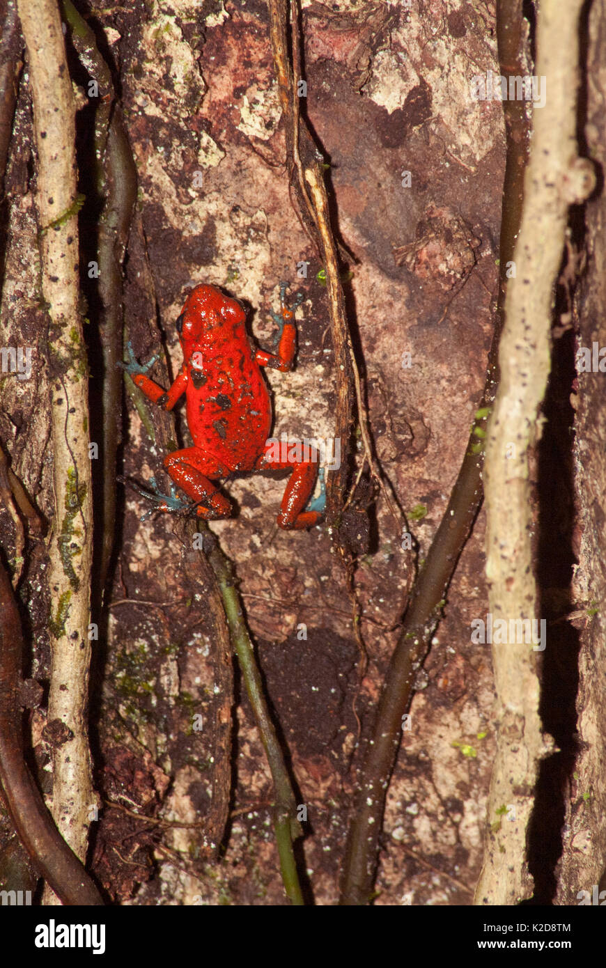 Strawberry Poison-dart Frog on Tree Stock Photo - Alamy