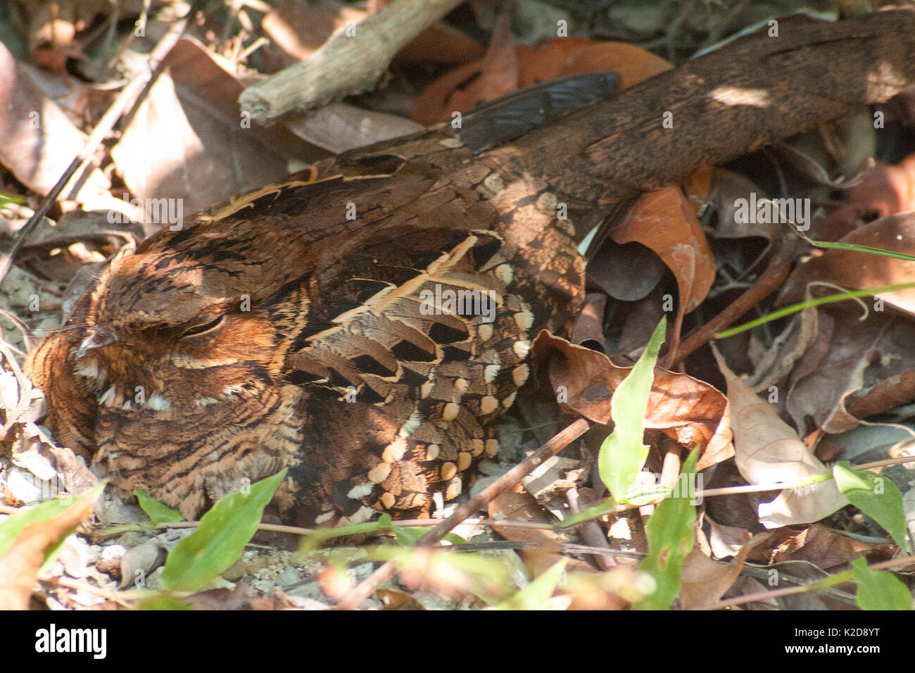 Pauraque hi-res stock photography and images - Alamy