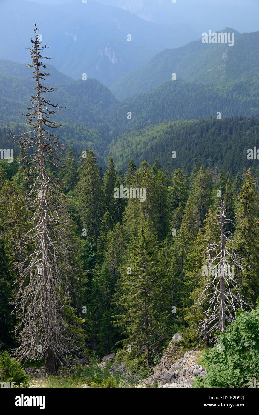 Landscape of Perucica primeval forest, one of Europe's few surviving ...