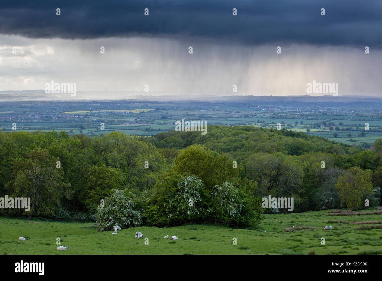 May uk raining forest hi-res stock photography and images - Alamy