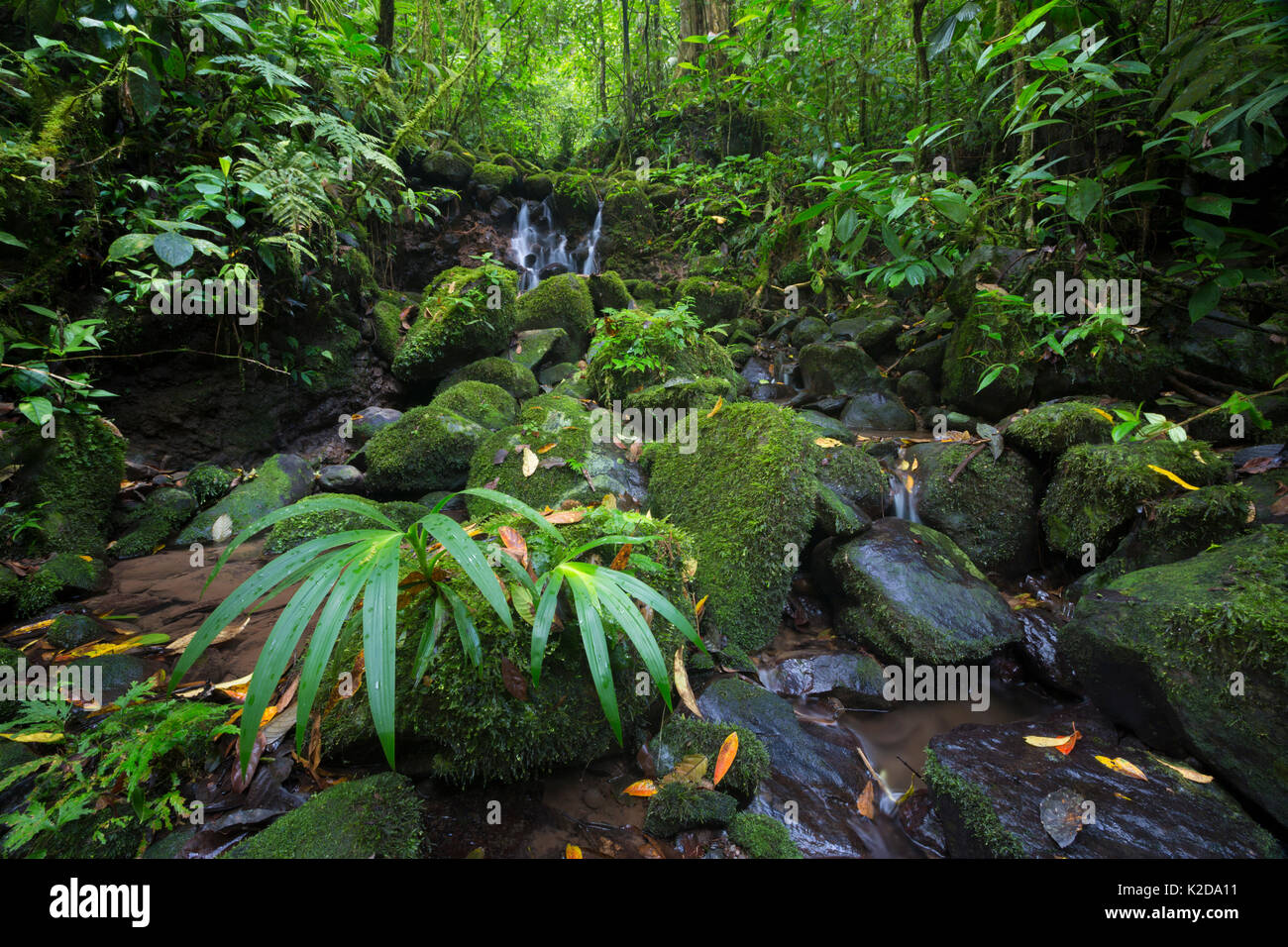Stream running through tropical premontane rainforest hi-res stock ...