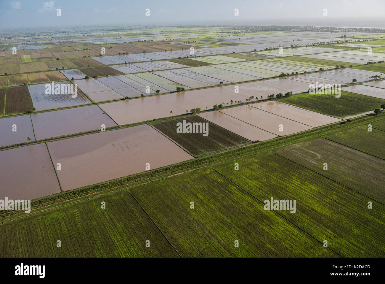 Aerial view of rice crop production in coastal area of Guyana, South ...