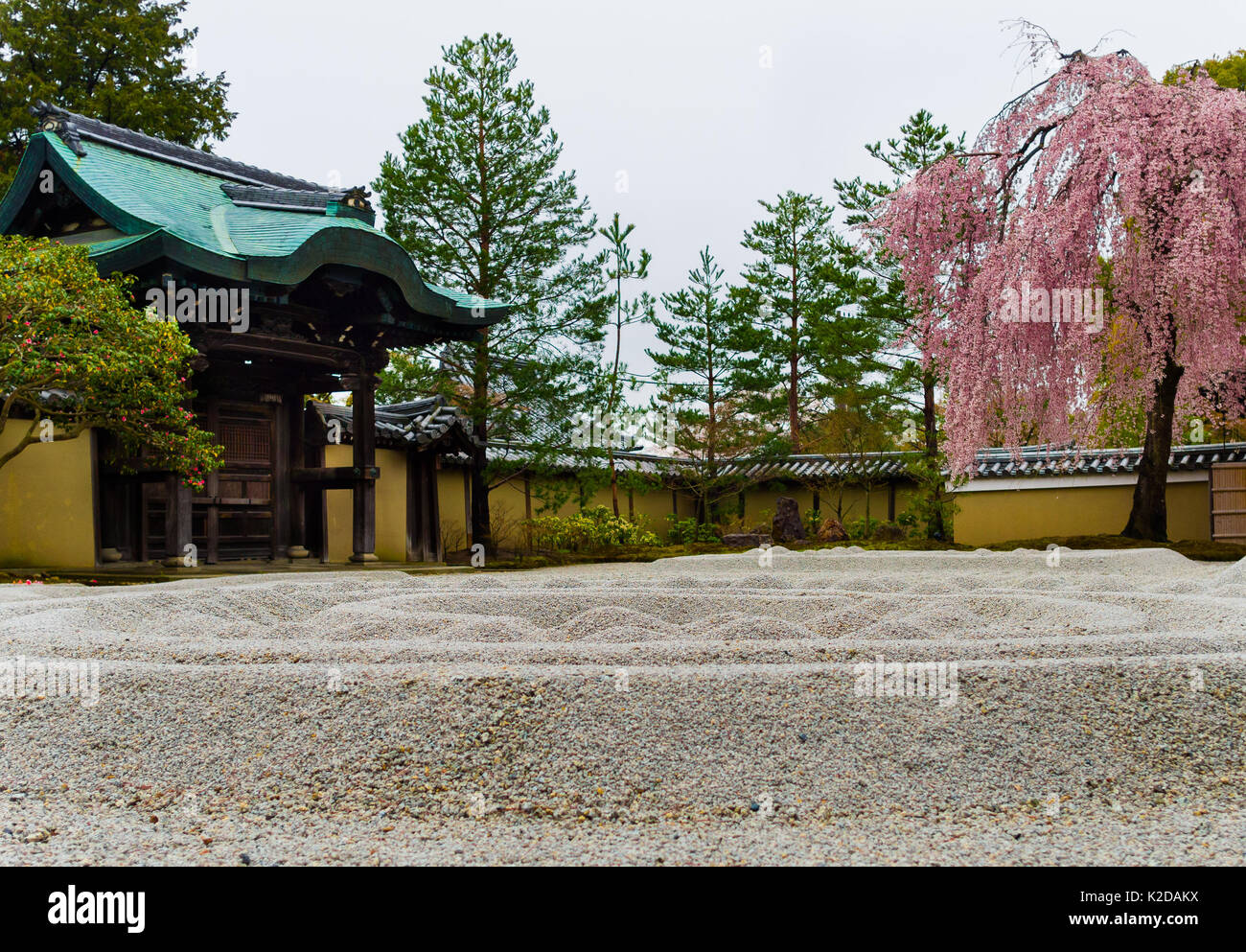 Beautiful cherry blossom tree inside of a garden with a white sand in ...