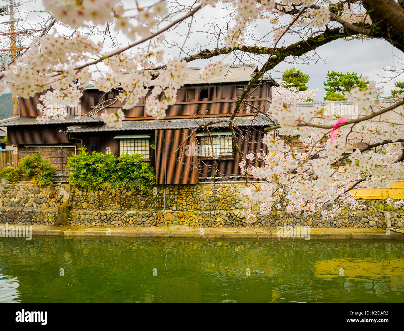 Beautiful view of hanami park and a pond during cherry blossom season ...
