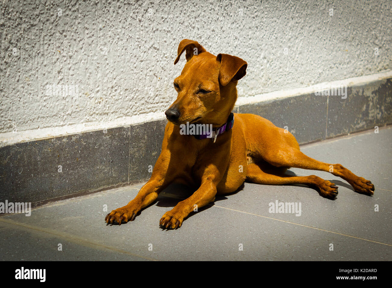 homeless dog waiting something in a slag Stock Photo - Alamy
