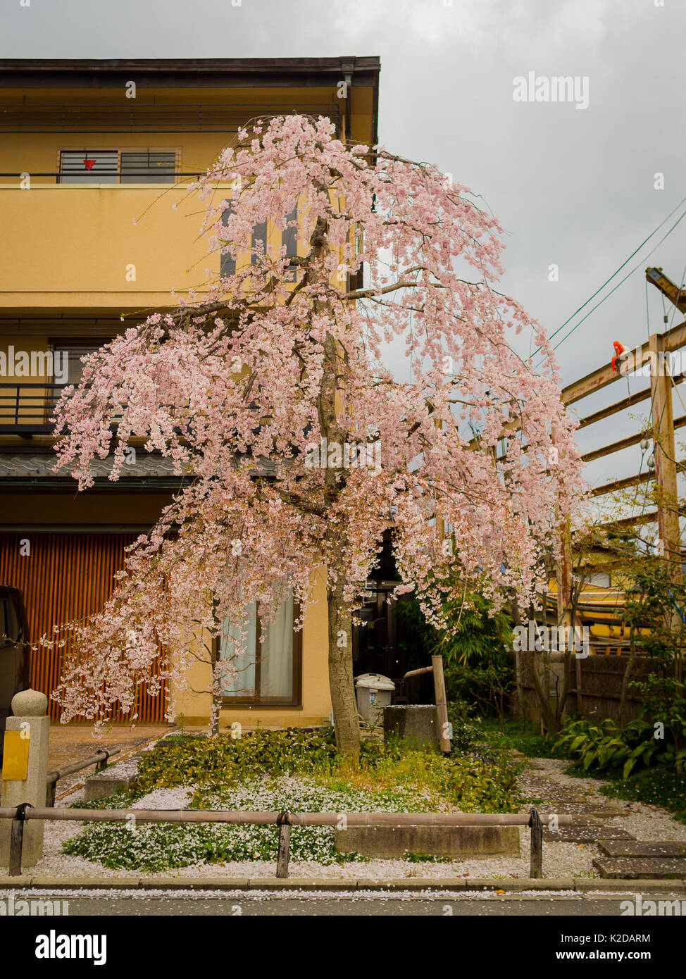 Beautiful view of hanami park during cherry blossom season in Kyoto ...