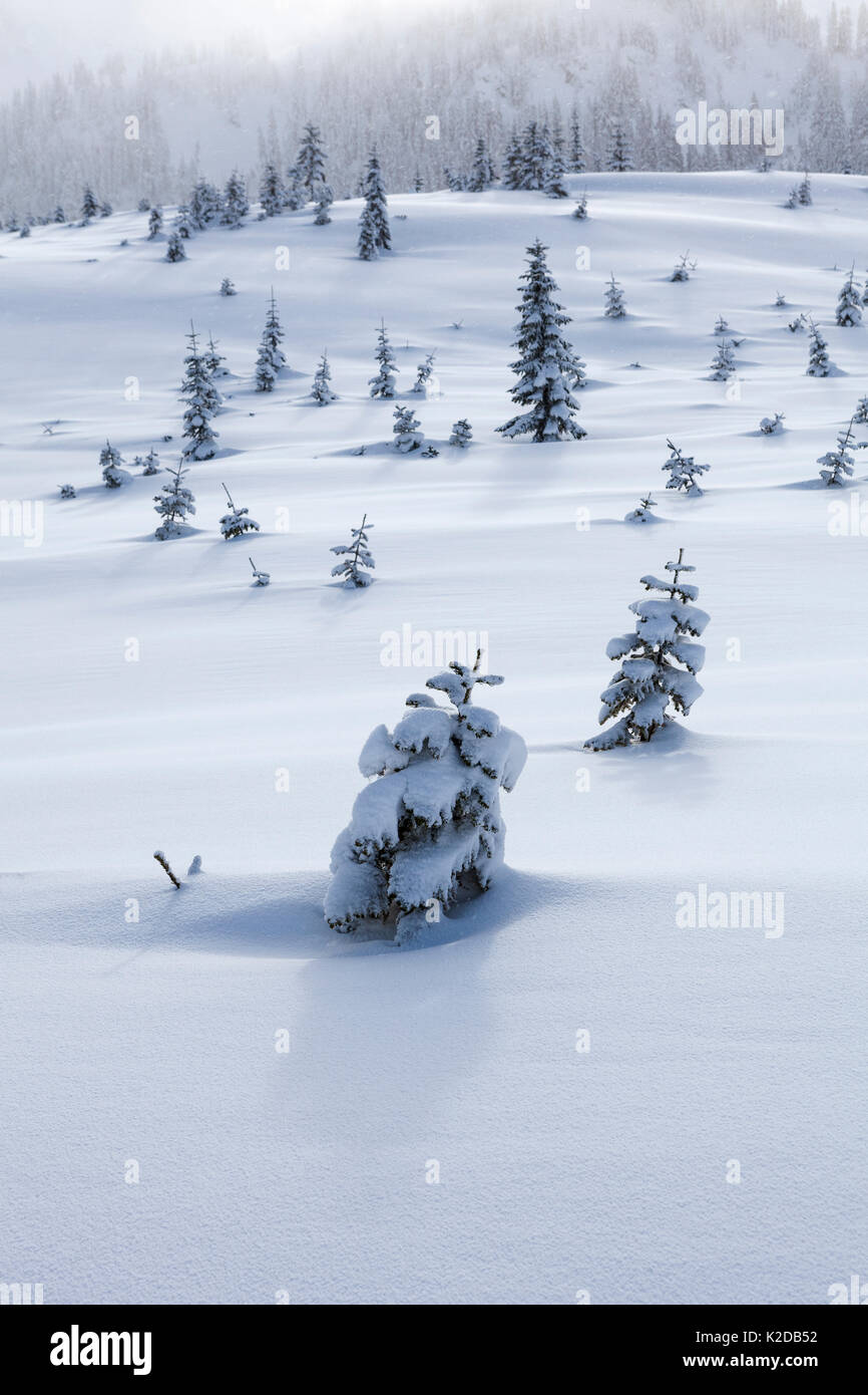 Snow covered trees in clear cut near Windy Pass, Mount Baker-Snoqualmie ...