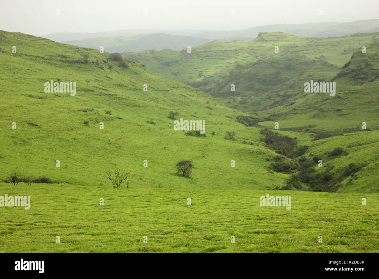 Covered in vegetation hi-res stock photography and images - Alamy