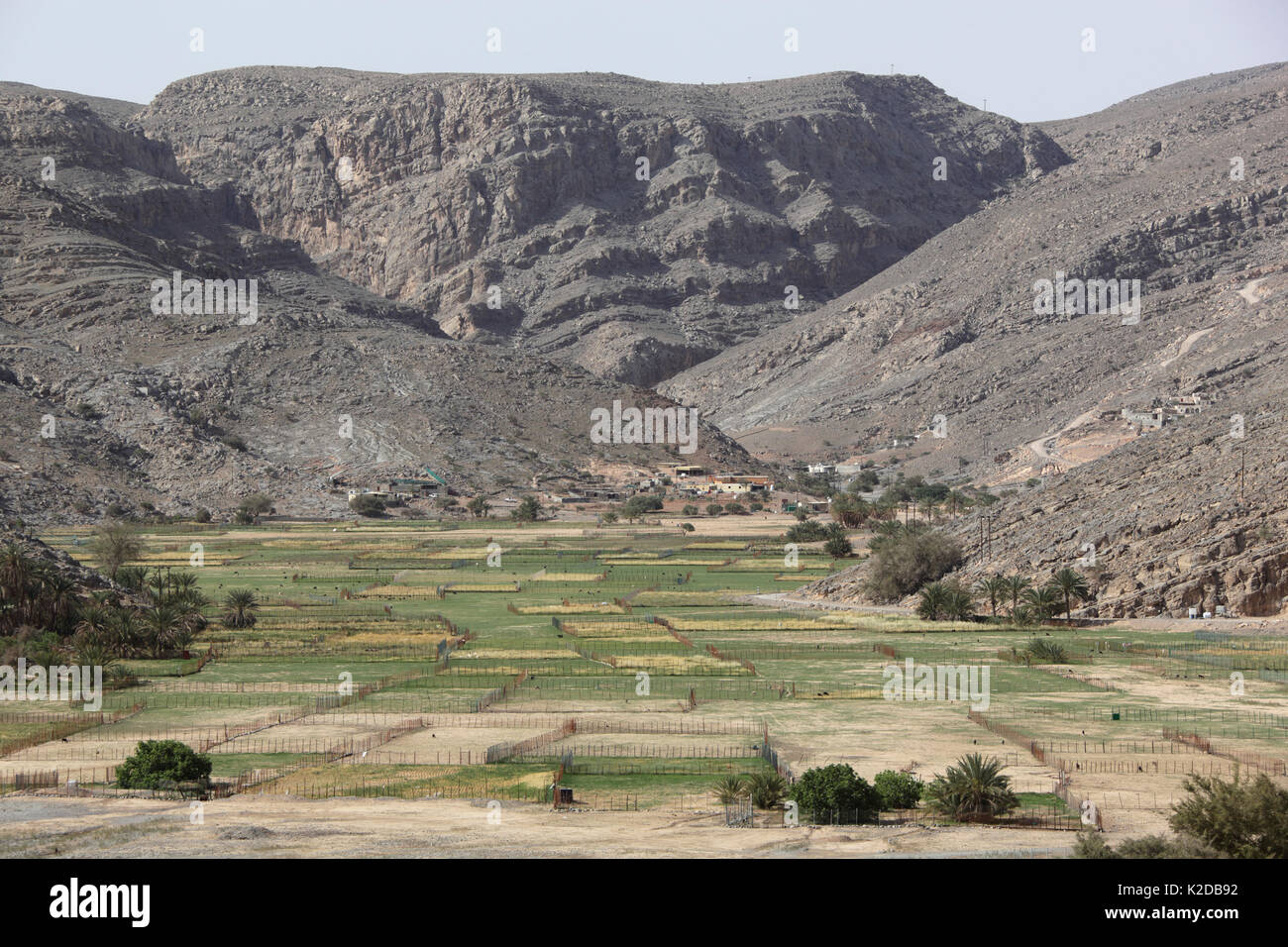 Agriculture oman hi-res stock photography and images - Alamy