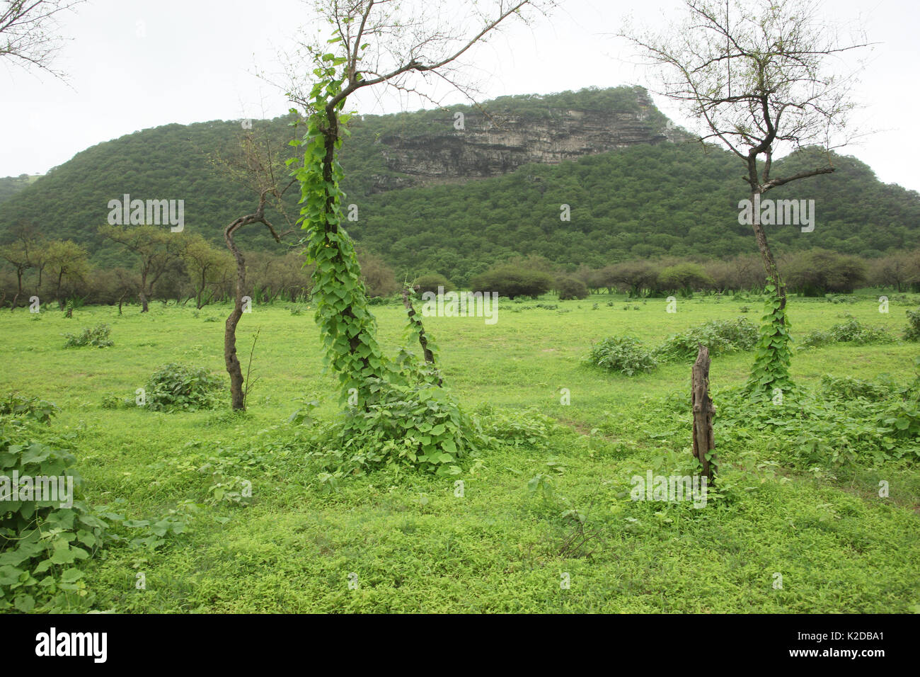 Covered with vegetation hi-res stock photography and images - Alamy