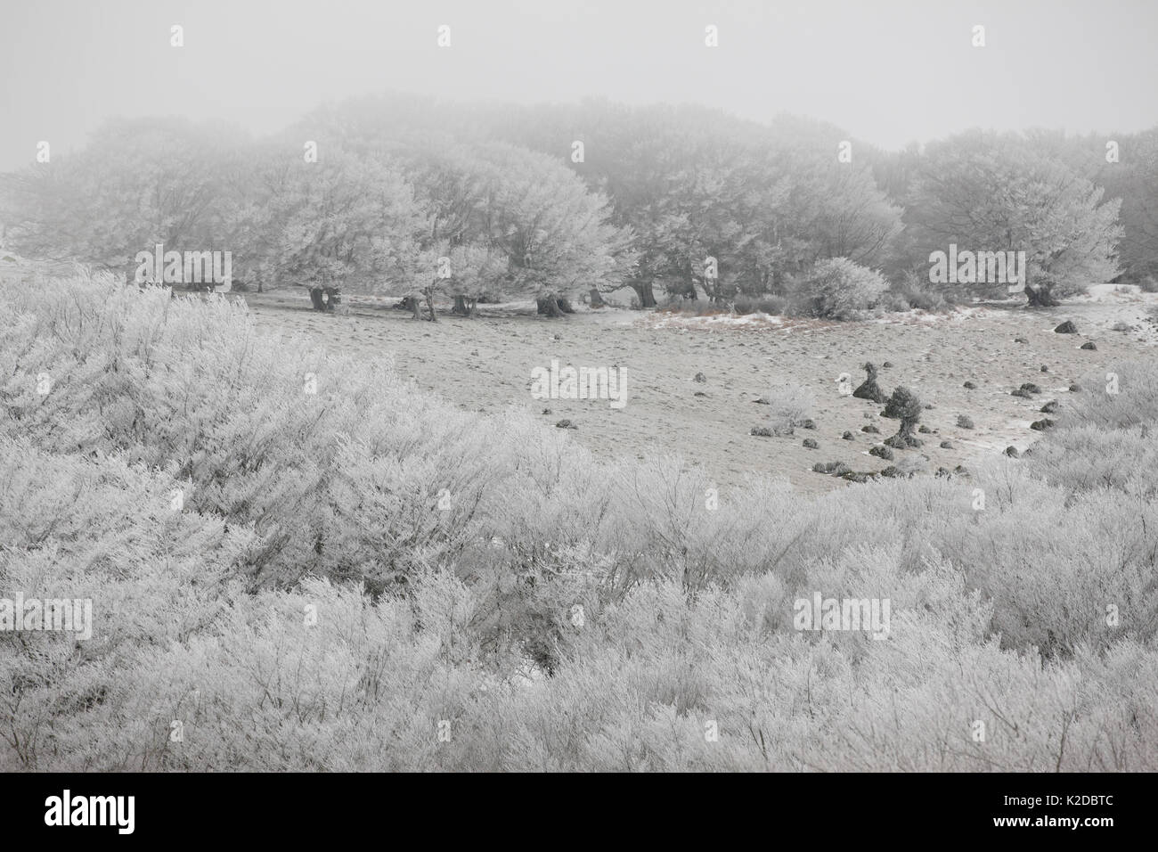 European Beech (Fagus sylvatica) trees in frost, Alberes Mountains ...