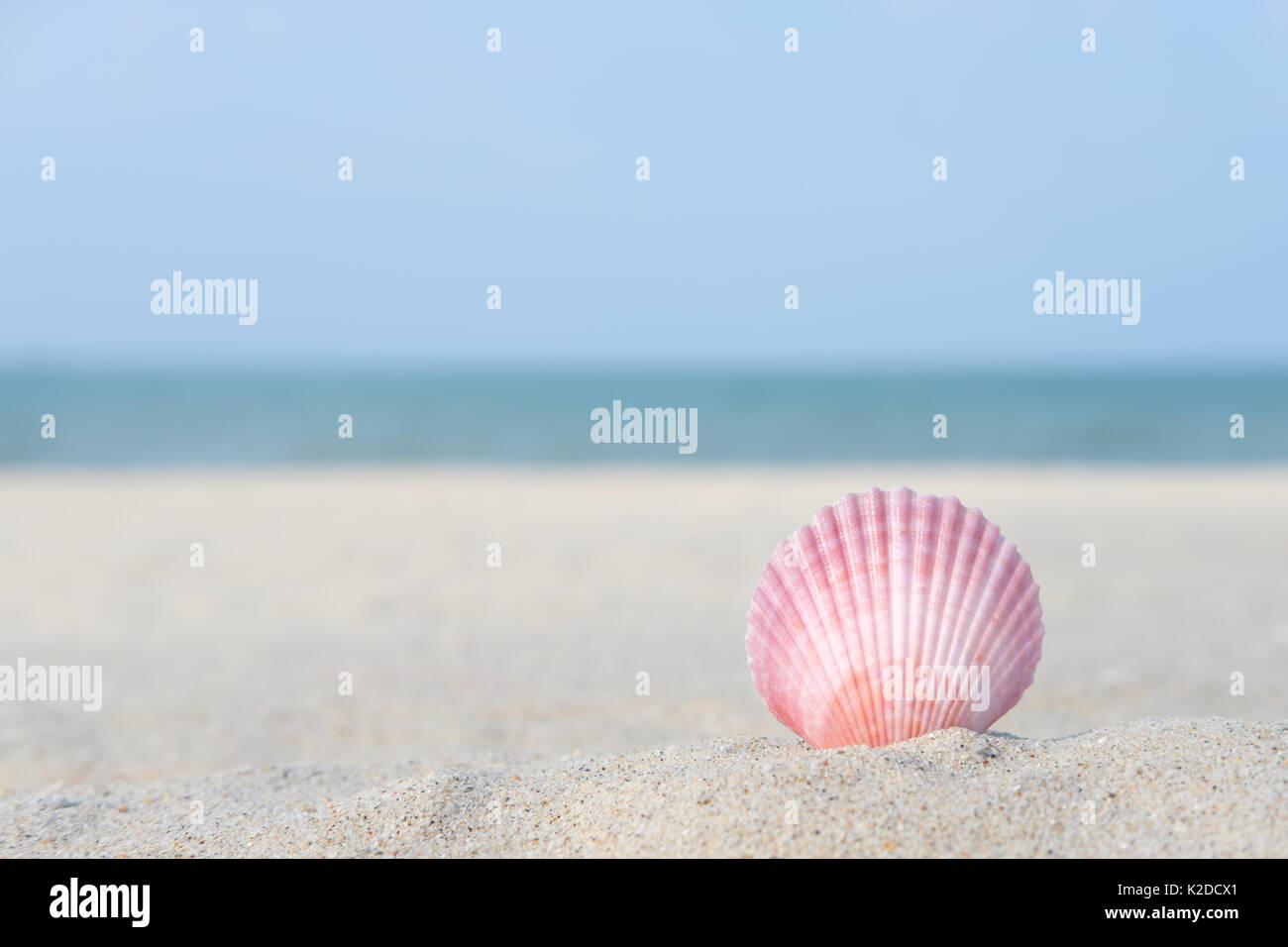 Shellfish on the sand with the turquoise sea background Stock Photo - Alamy