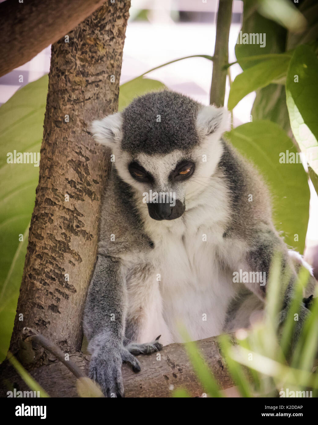 Calm Down Lemur
