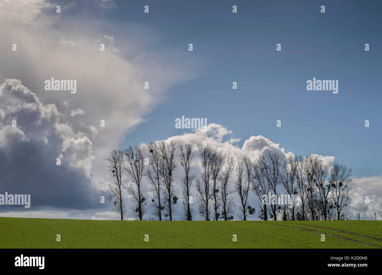 Poplar trees populus sp in spring with clouds behind hi-res stock ...