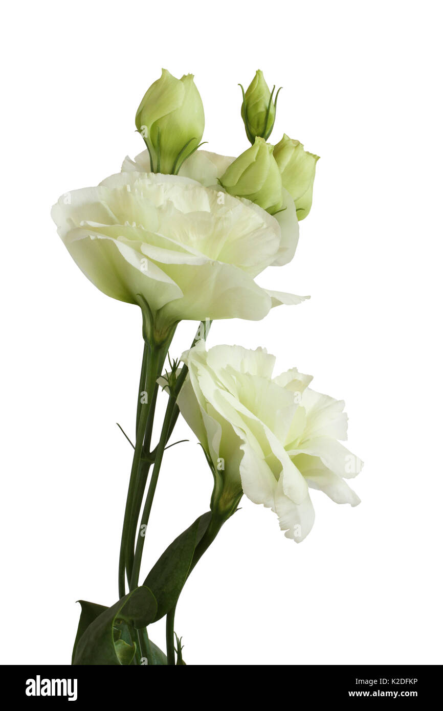 White eustoma flowers isolated on white background Stock Photo - Alamy