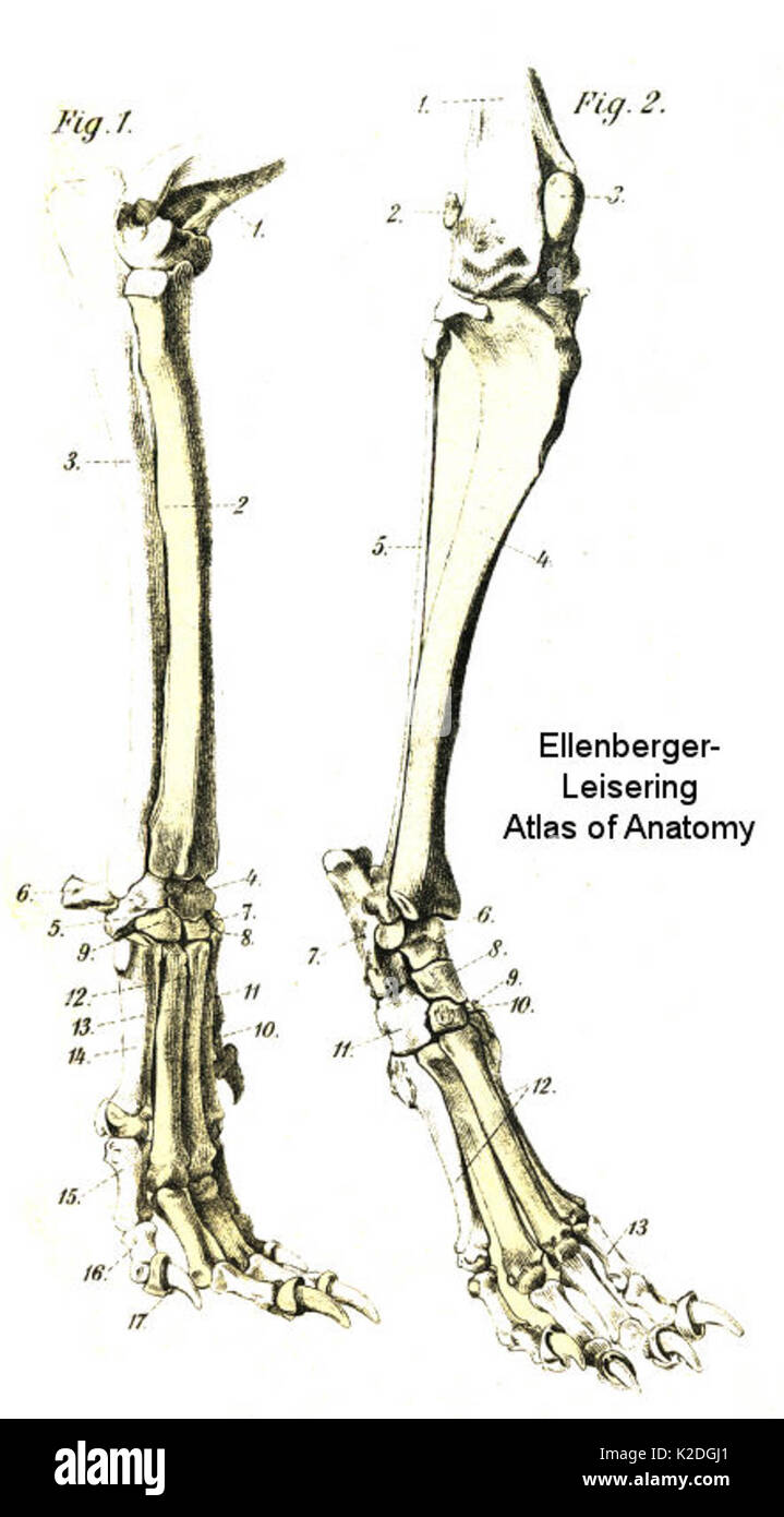 Structures of the leg and paw of a dog hi-res stock photography and ...