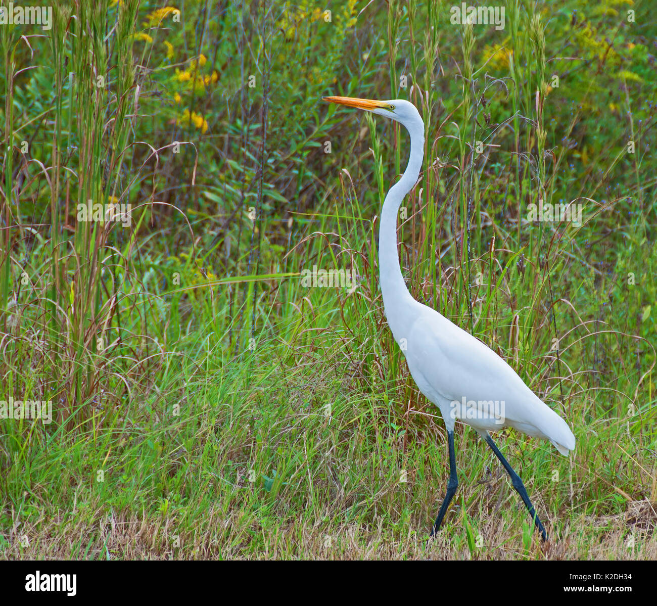 Great White Heron Stock Photo - Alamy