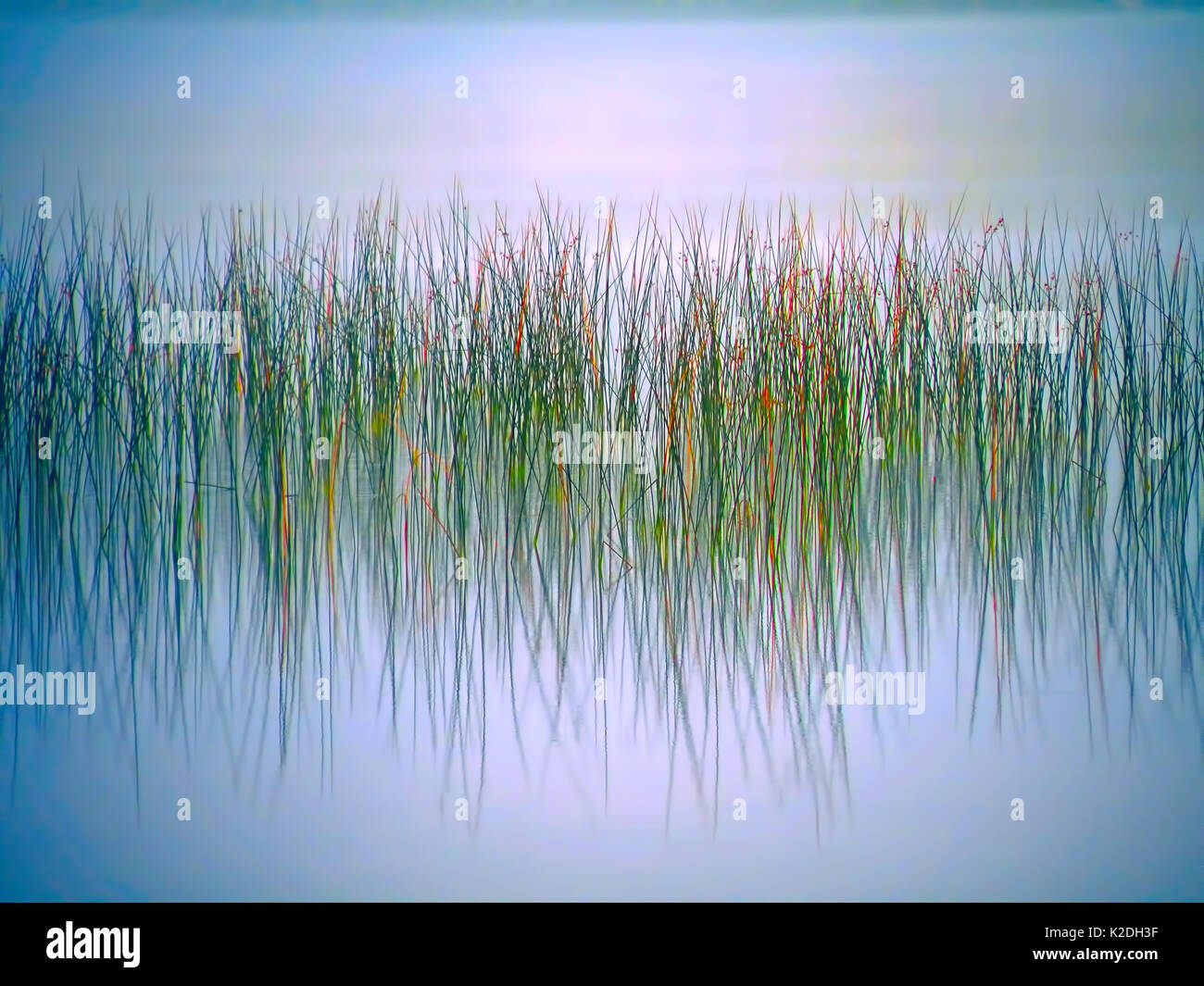 Marsh reeds grass reflection hi-res stock photography and images - Alamy