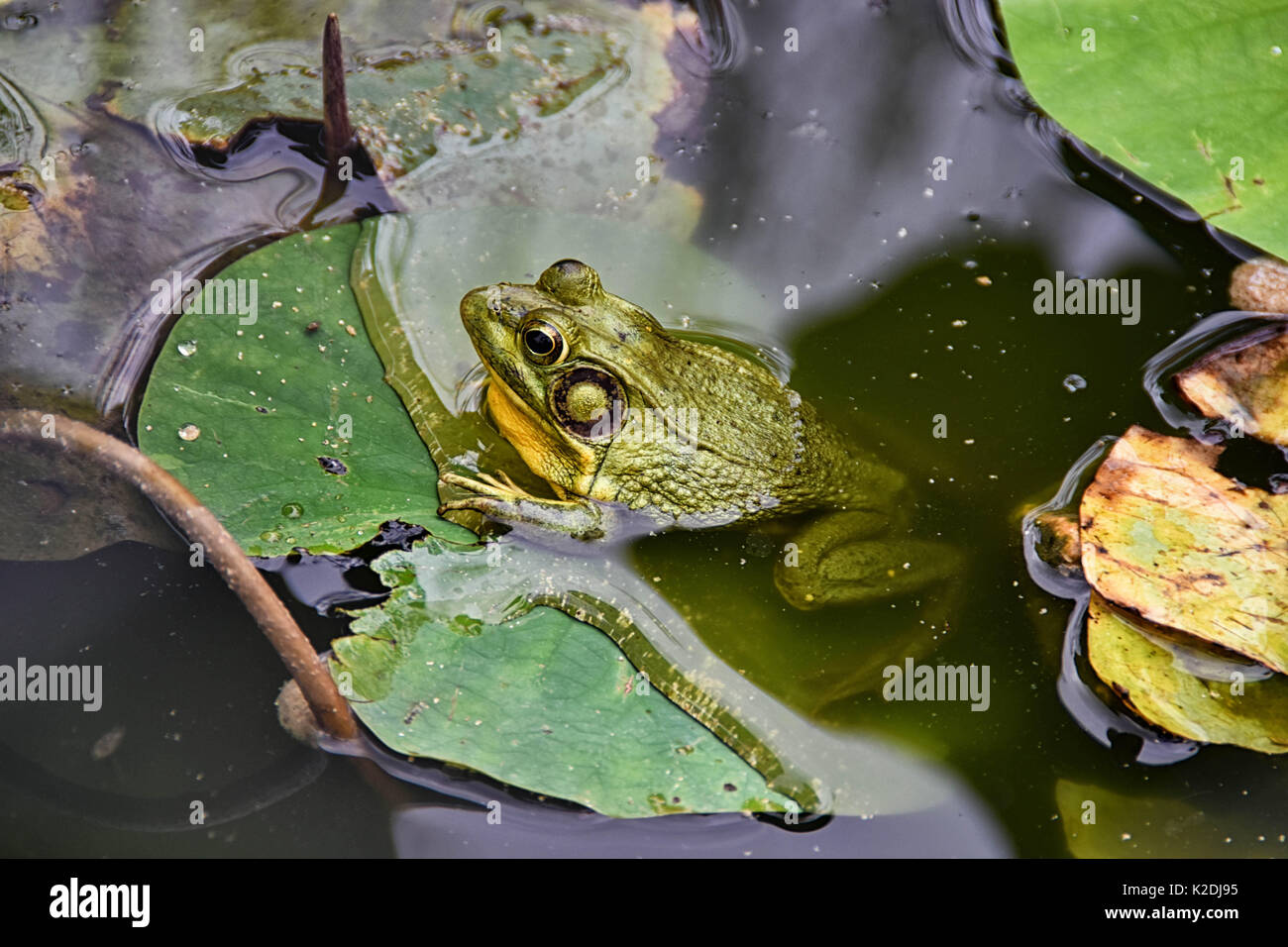 Bullfrog lilly hi-res stock photography and images - Alamy