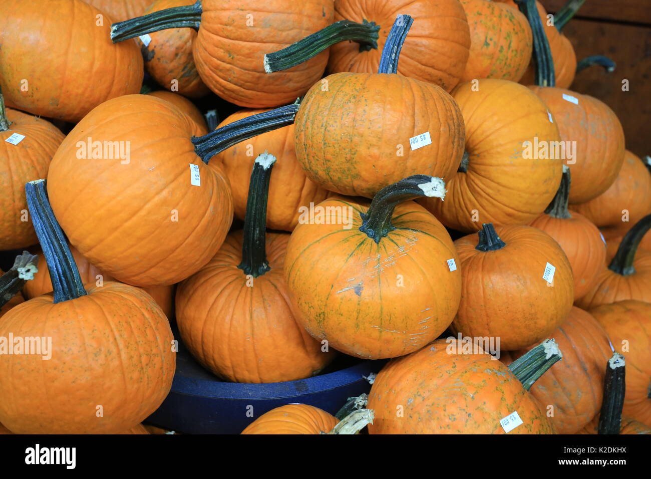 Halloween pumpkin store Stock Photo - Alamy