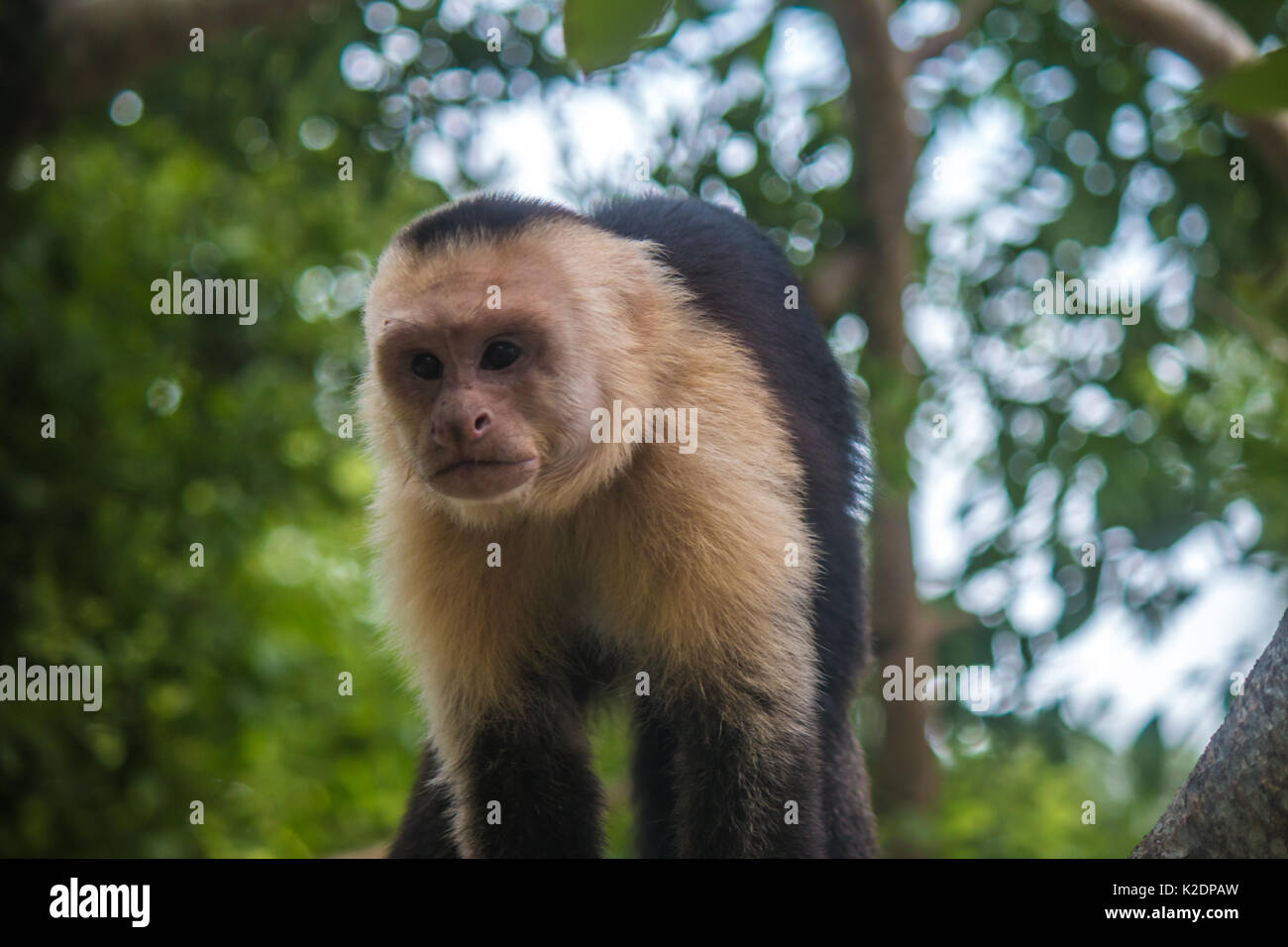 White-headed Capuchin also known as the white-faced capuchin or white ...