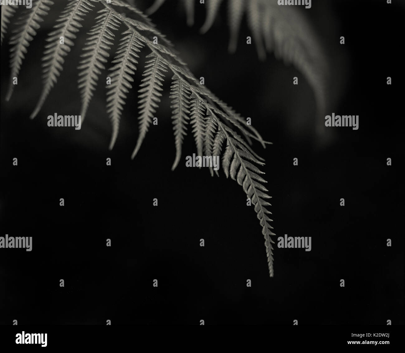 Silver fern hi-res stock photography and images - Alamy