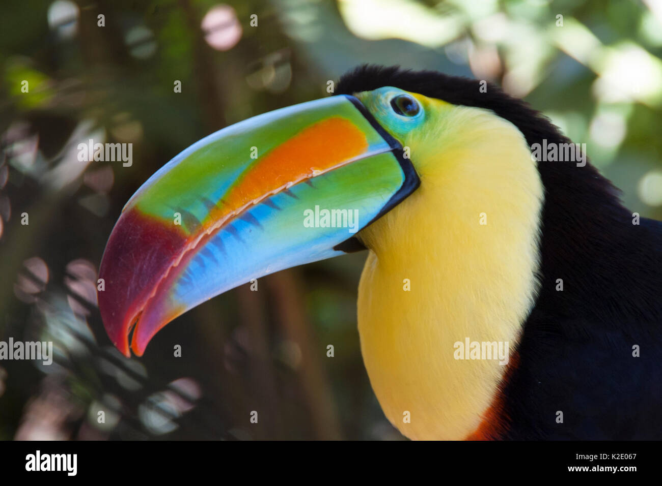 Keel billed toucans hi-res stock photography and images - Alamy