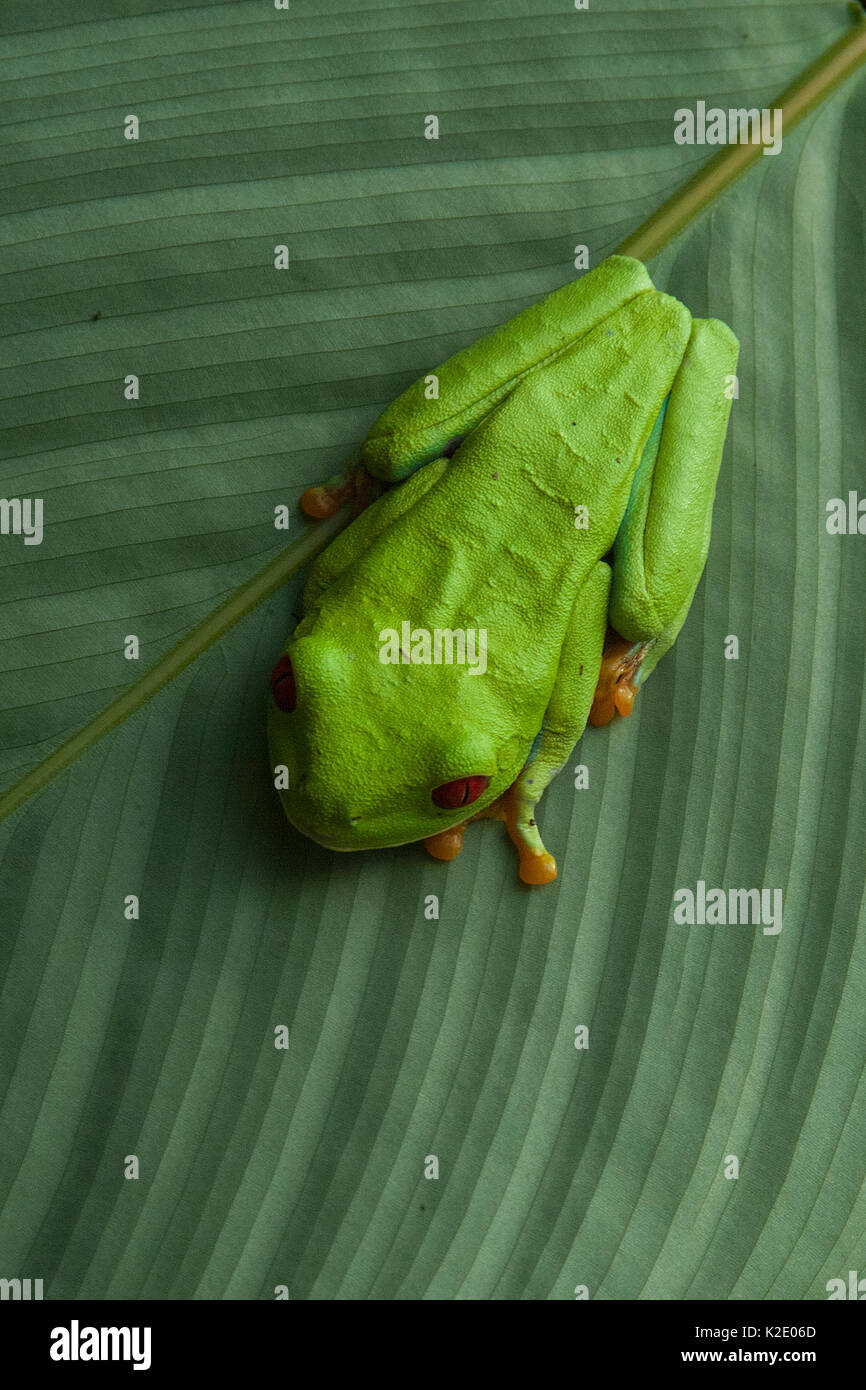 Sleeping Tree Frog Stock Photo - Alamy