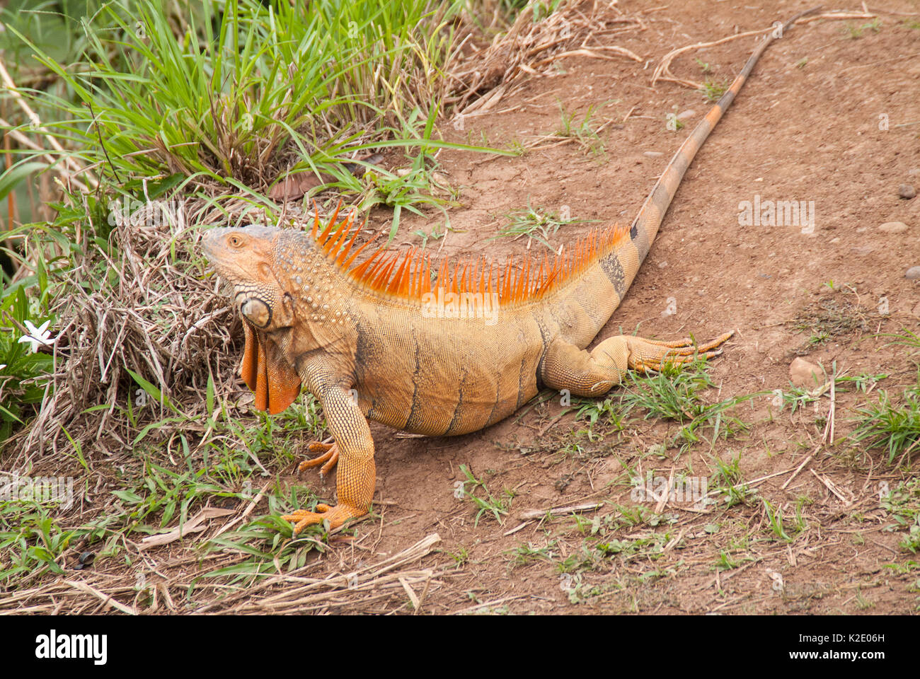 Green Iguana in Mating Colors Stock Photo - Alamy