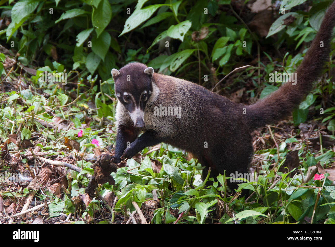 Coati species hi-res stock photography and images - Alamy